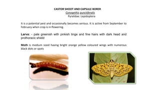 pest of oil seed crops 511 [Autosaved].pptx