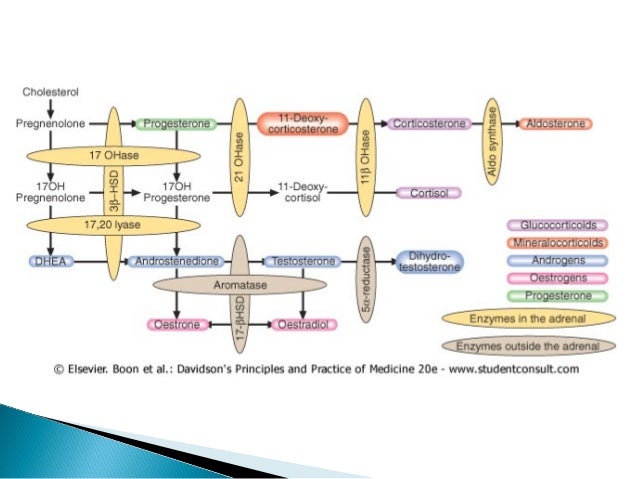 A 2-year-old child with virilization