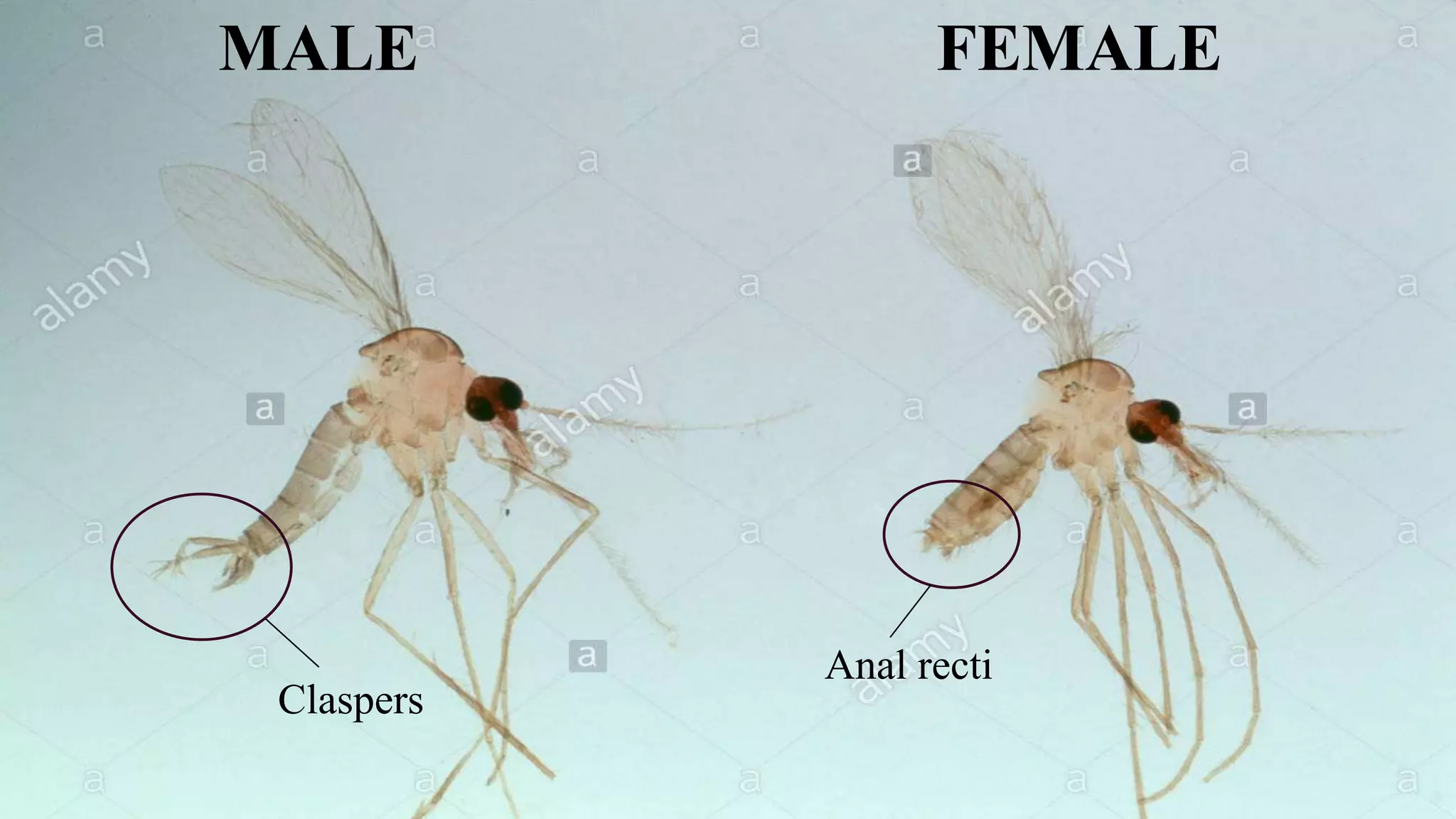 SAND FLIES (Phlebotominae) | PPTX