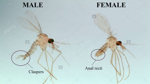 SAND FLIES (Phlebotominae)