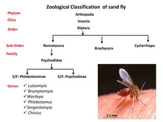 Sand fly, Md. Abdul Alim, Chittagong Veterinary and Animal Sciences ...