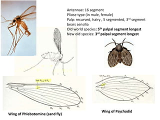 Sand fly, Md. Abdul Alim, Chittagong Veterinary and Animal Sciences ...