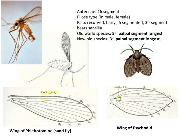 Sand fly, Md. Abdul Alim, Chittagong Veterinary and Animal Sciences U…