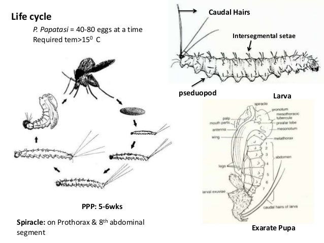 Sand Fly Life Cycle