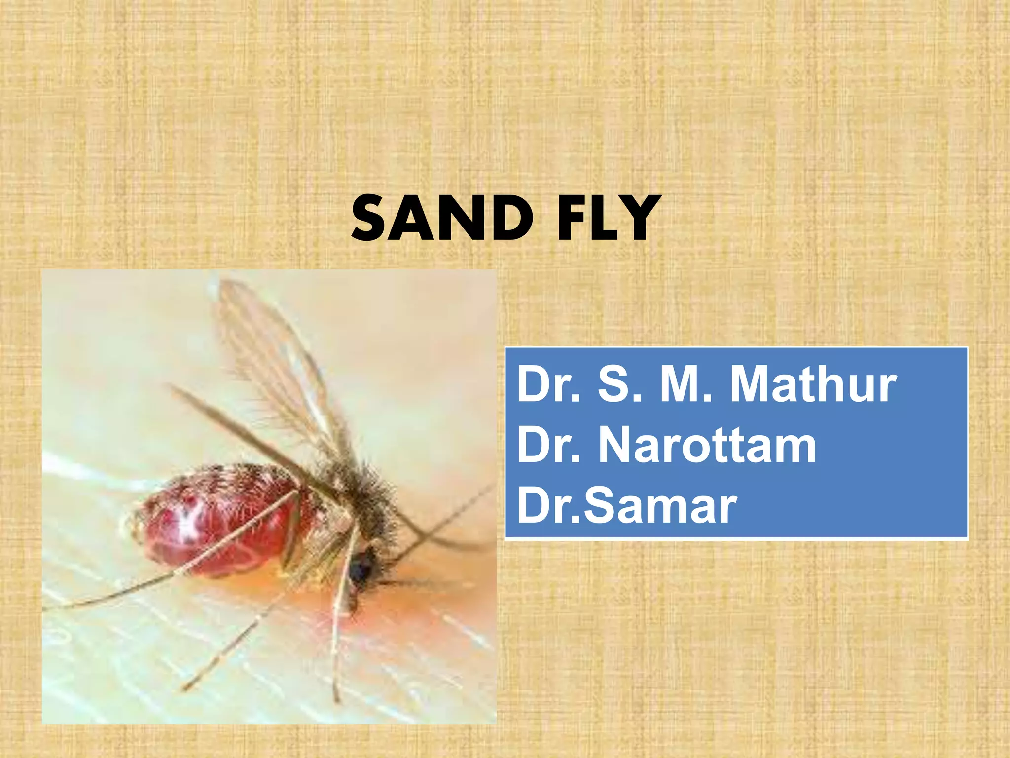 ENTOMOLOGY-Sand fly | PPTX