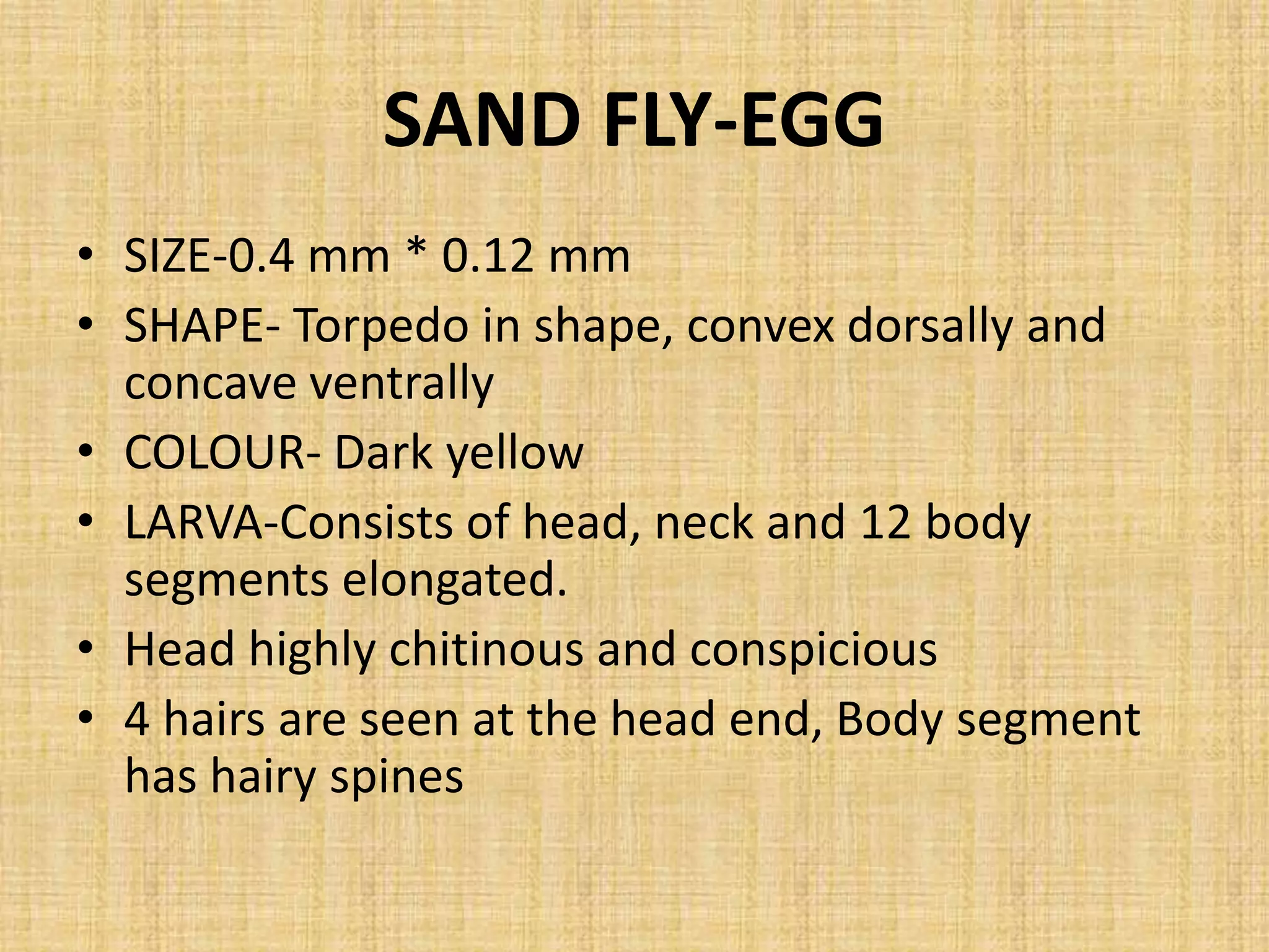 ENTOMOLOGY-Sand fly | PPTX