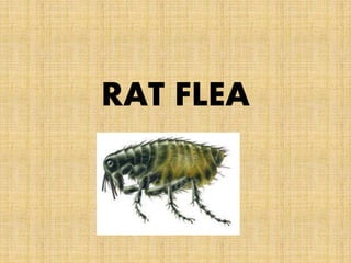 ENTOMOLOGY-Sand fly | PPTX