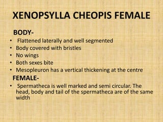 ENTOMOLOGY-Sand fly | PPTX