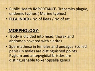 ENTOMOLOGY-Sand fly | PPTX