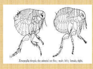 ENTOMOLOGY-Sand fly | PPTX