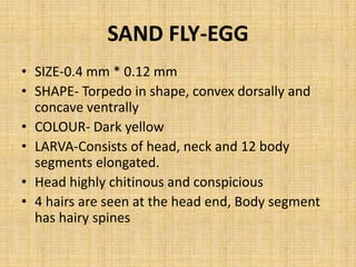 ENTOMOLOGY-Sand fly | PPTX