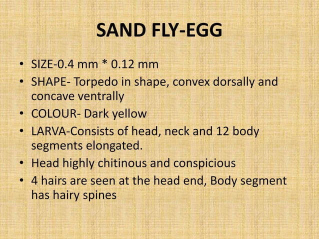 ENTOMOLOGY-Sand fly | PPTX