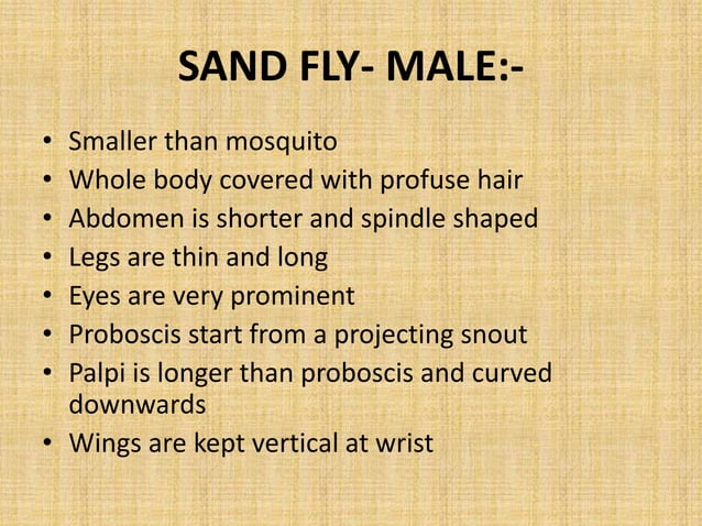 ENTOMOLOGY-Sand fly | PPTX