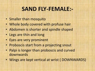 ENTOMOLOGY-Sand fly | PPTX
