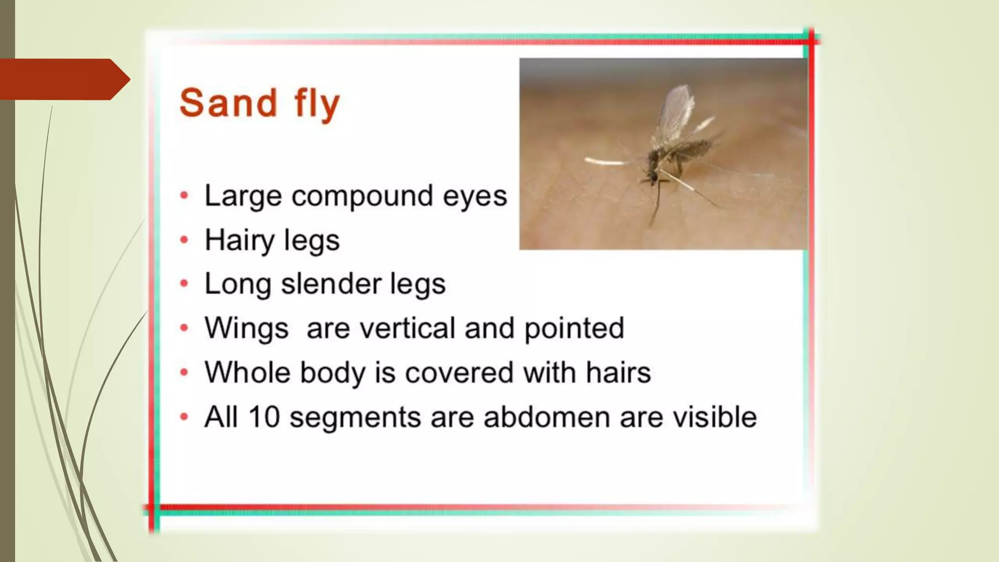 Sand fly | PPTX