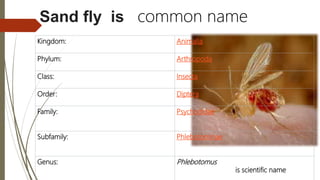 Sand fly | PPTX