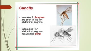 Sand fly | PPTX