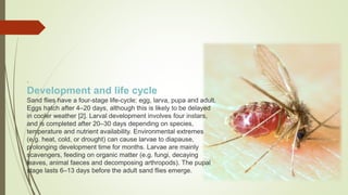 Sand fly | PPTX