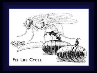 sand fly | PPT