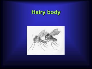 sand fly | PPT