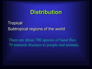 sand fly | PPT