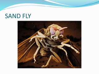 SANDFLY.pptx