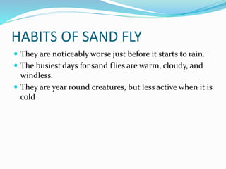 SANDFLY.pptx