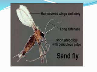 SANDFLY.pptx