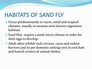 SANDFLY.pptx