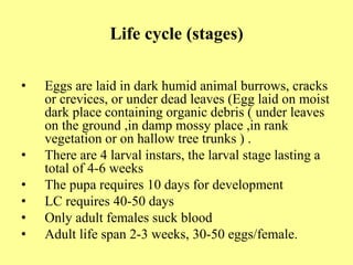 sandfly_powerpoint_presentation_leishmania_14_oct_2012.ppt