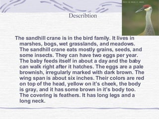 Sandhill Cranes by Dakota Borchard | PPT