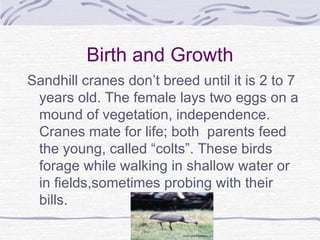 Sandhill Cranes by Dakota Borchard | PPT
