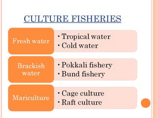 CLASSIFICATION OF FISHING INDUSTRY | PPT
