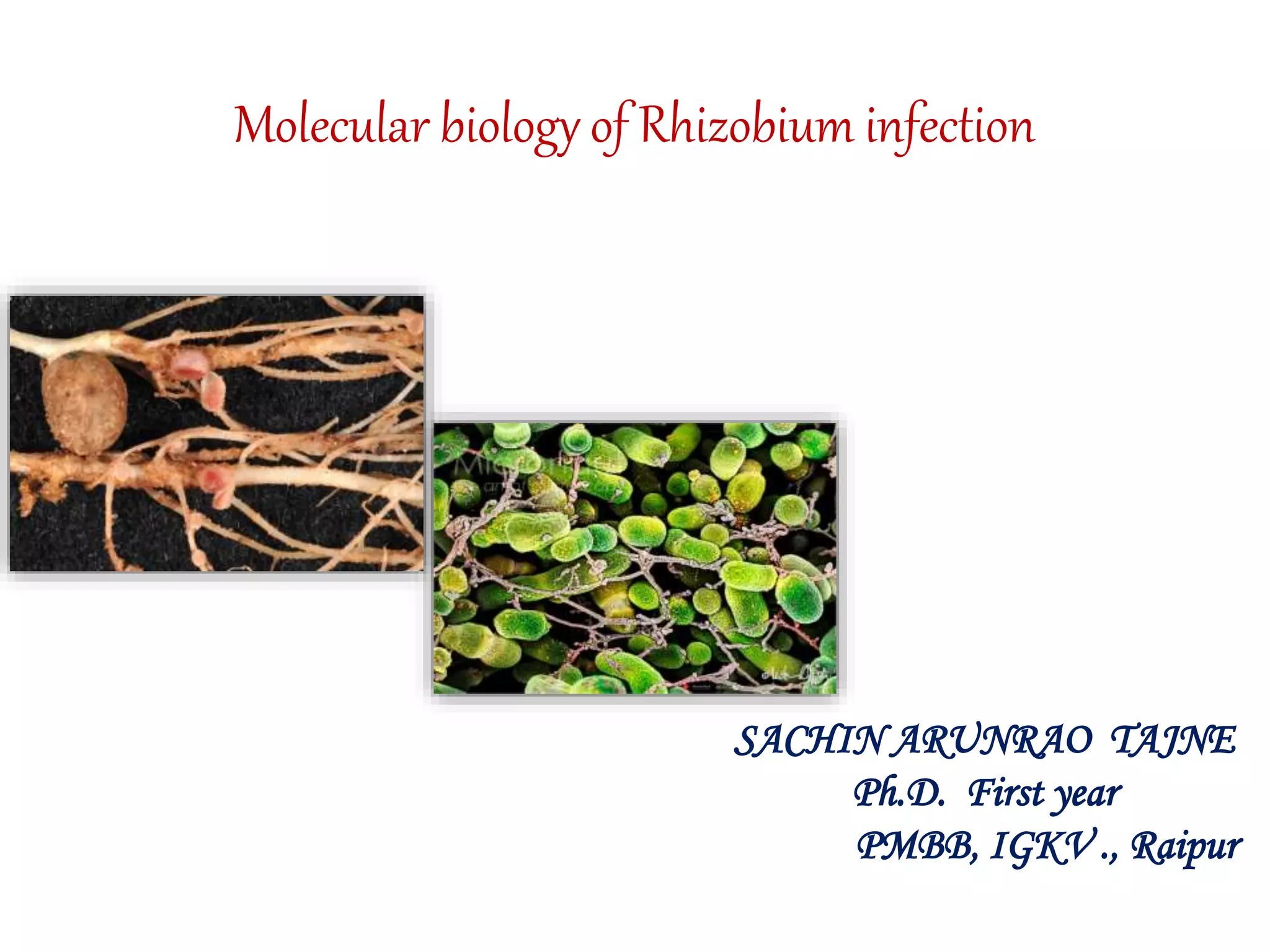 Molecular biology of Rhizobium infection | PPTX