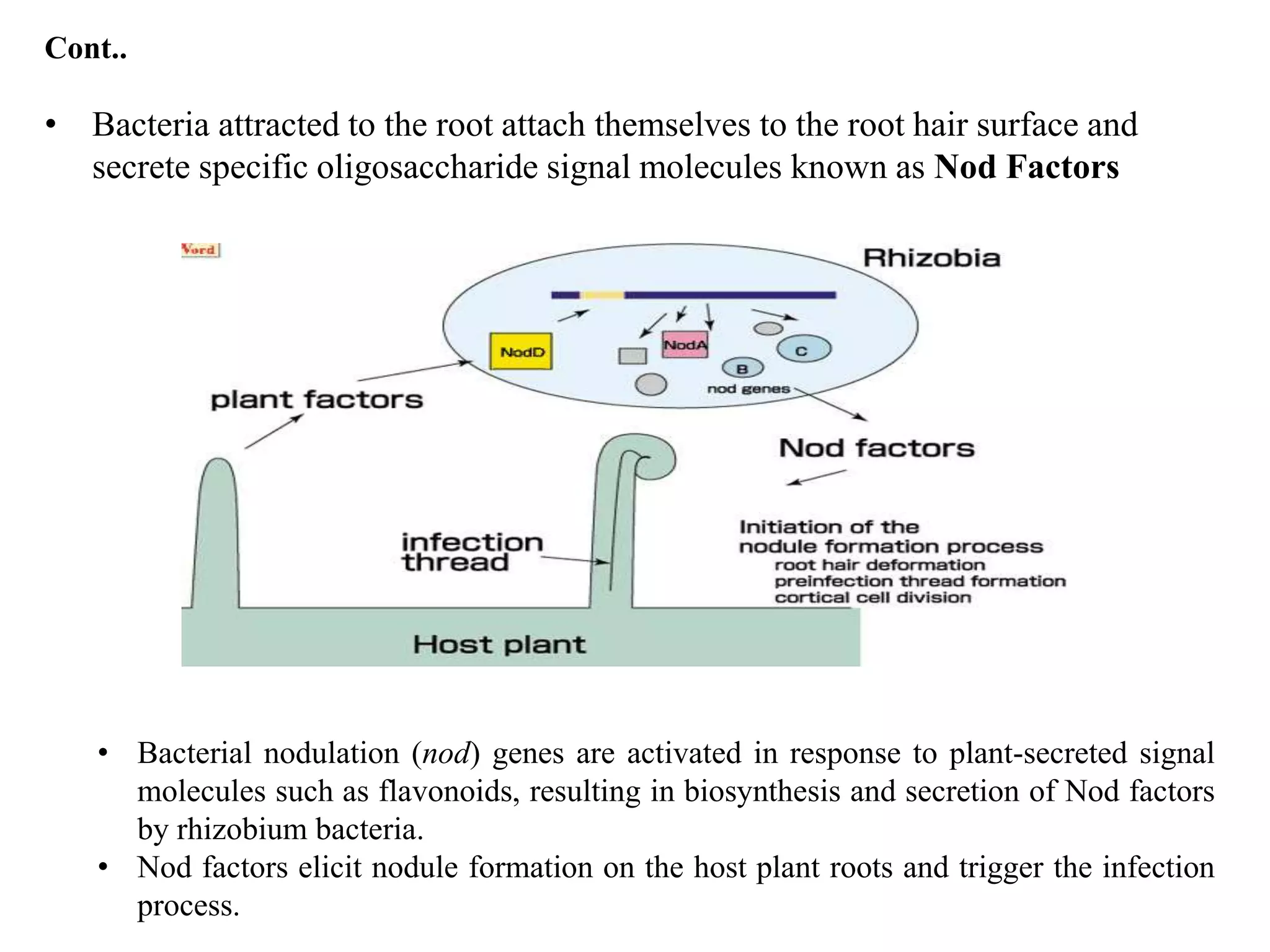 Molecular biology of Rhizobium infection | PPTX