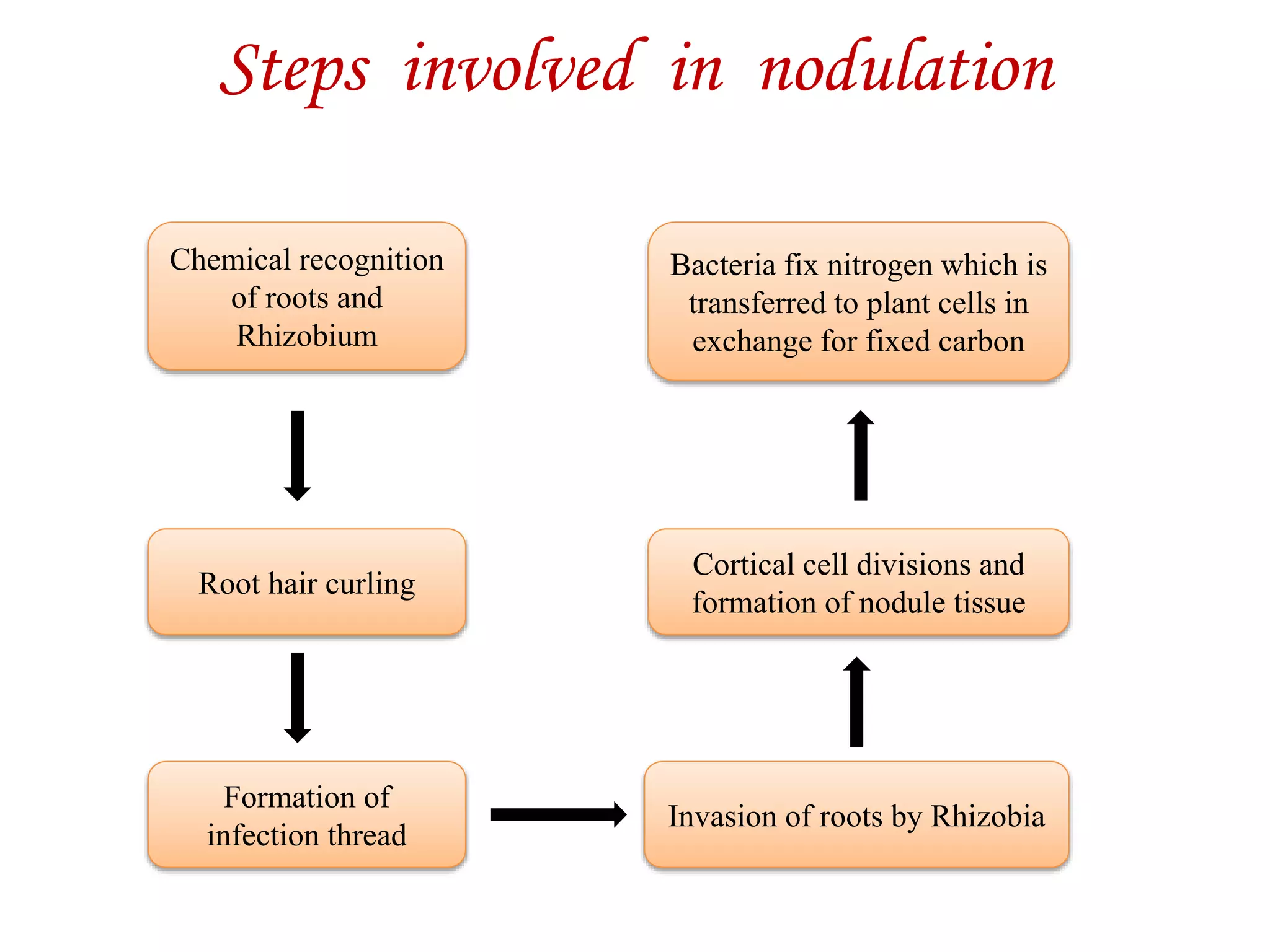 Molecular biology of Rhizobium infection | PPTX