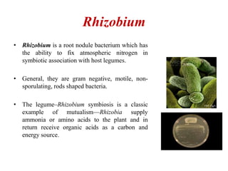 Molecular biology of Rhizobium infection | PPTX