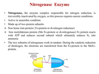 Molecular biology of Rhizobium infection | PPTX