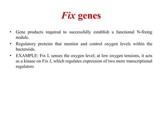 Molecular biology of Rhizobium infection | PPTX