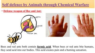 Acids, Bases & Indicators Part 5 | PPTX