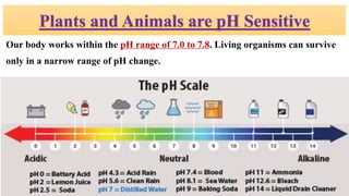 Acids, Bases & Indicators Part 5 | PPT