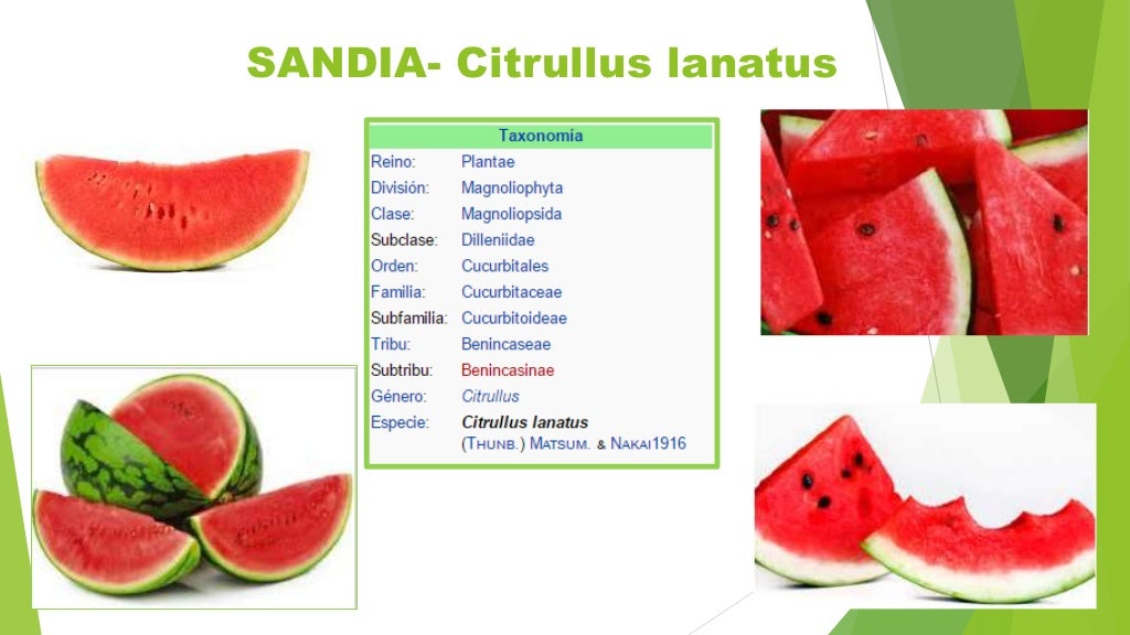 Sandia