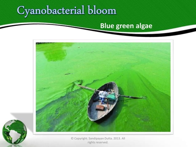 algae(spirulina) by Sandipayan Dutta | PPTX