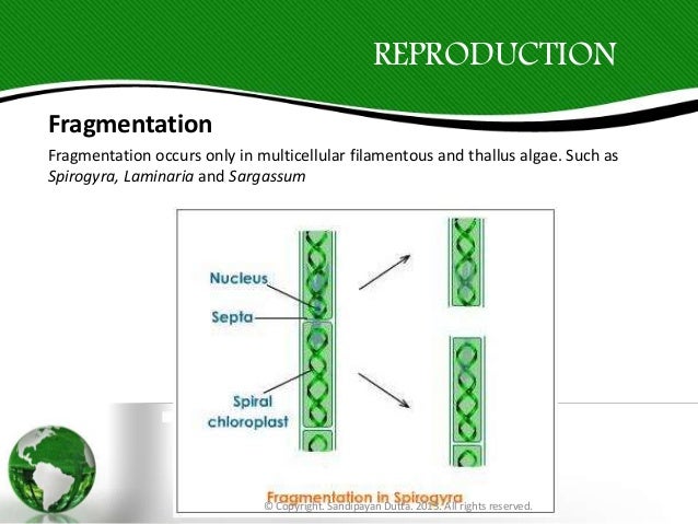 algae(spirulina) by Sandipayan Dutta