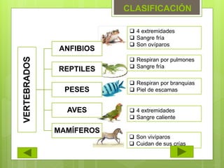 Reino Animalia | PPTX