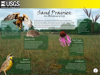 Sand prairie (life) | PPT