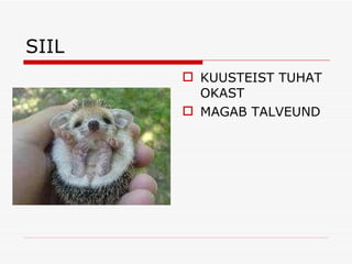 Eesti metsades elavad loomad | PPT