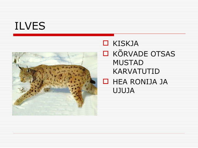 Eesti metsades elavad loomad | PPT | Large Animals | Pets