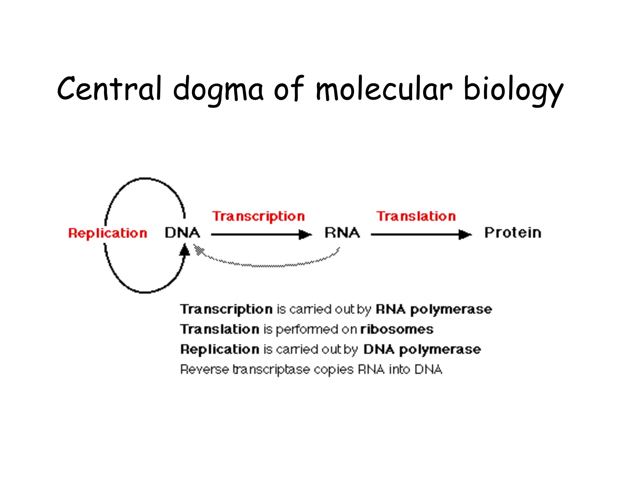 Molecular Biology:Central Dogma of Molecular Biology | PDF