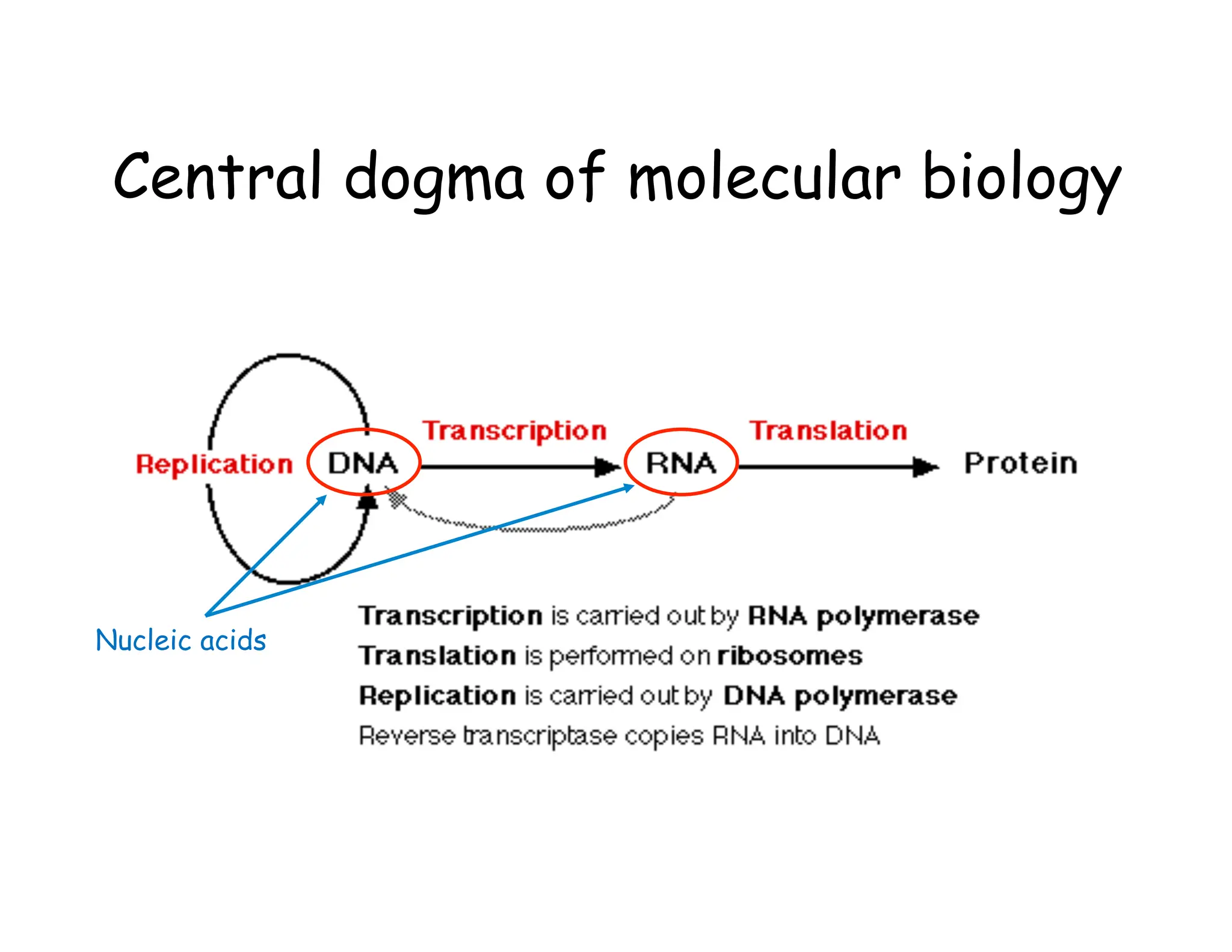 Molecular Biology:Central Dogma of Molecular Biology | PDF